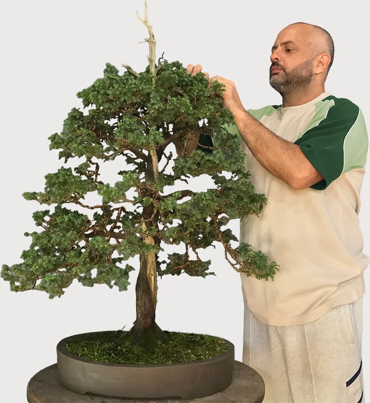 Como fazer bonsai de Juníperos - Como fazer Bonsai - Fabiano Costa